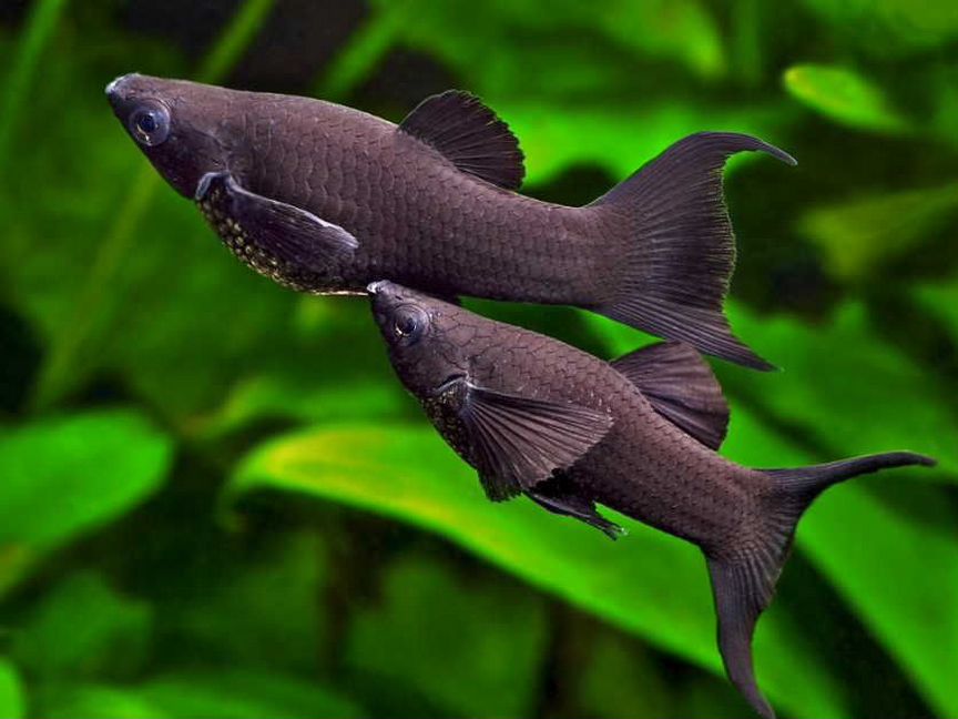 Моллинезия