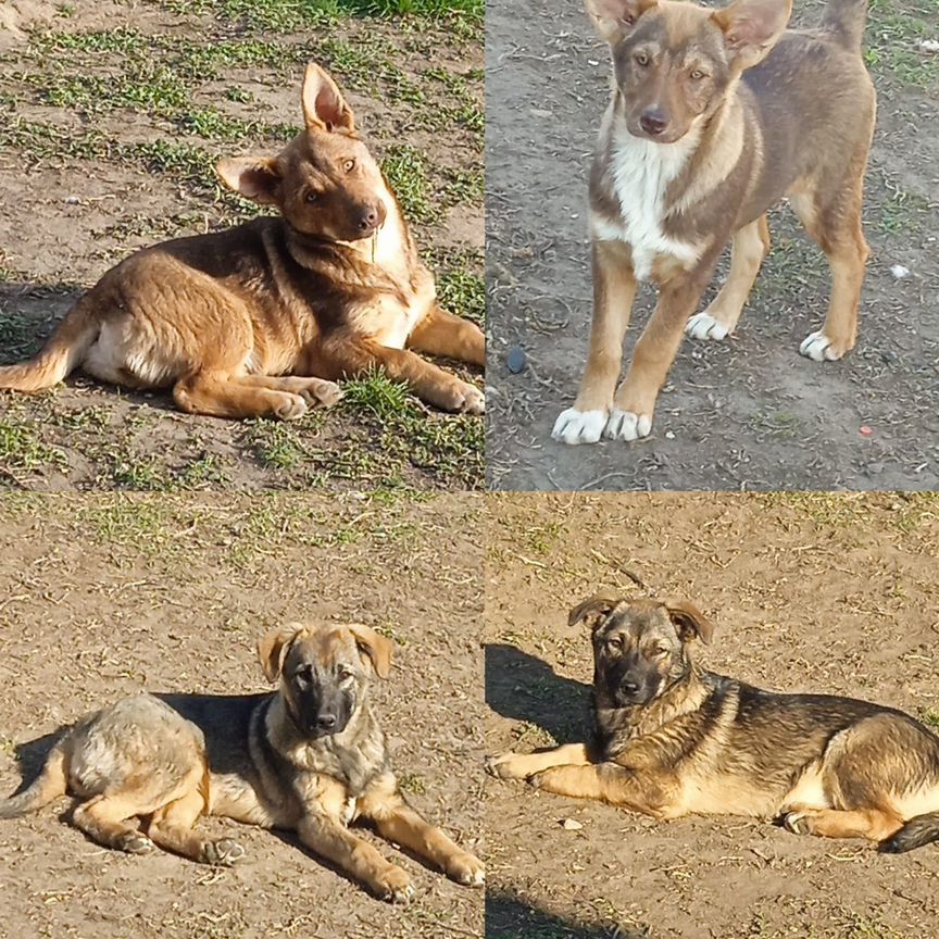 Девочки стерилизованные в добрые руки