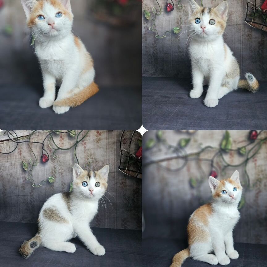 Котята с разными и голубыми доминантными глазами