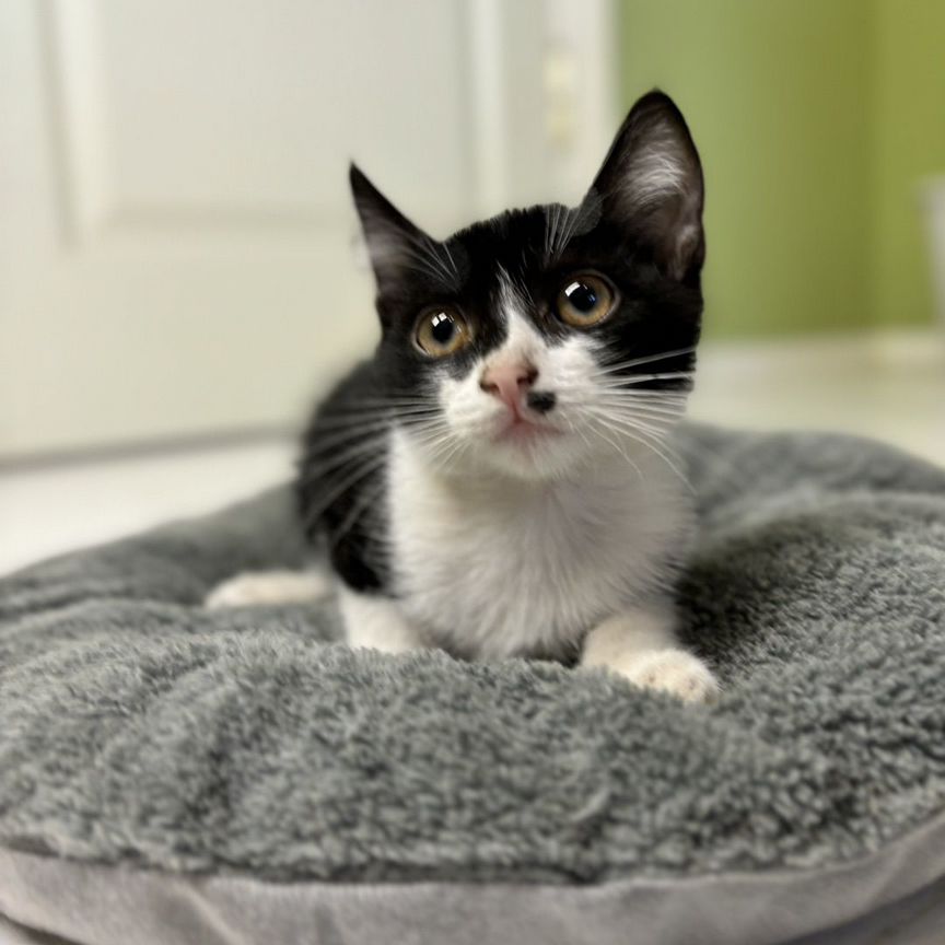 Котенок Артистка