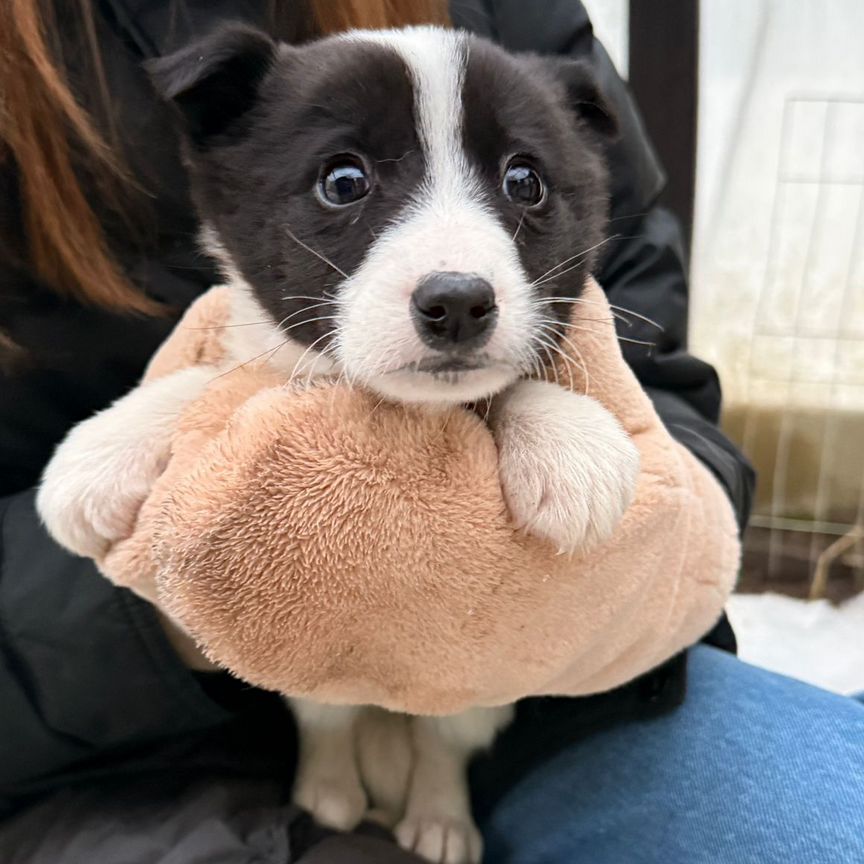 Щенки ищут добрых хозяев