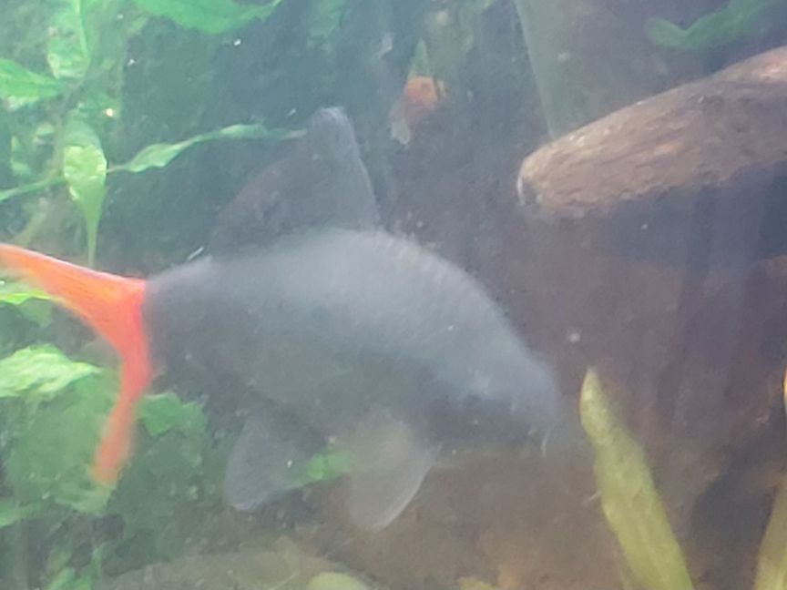 Аквариумные рыбки