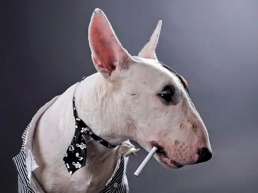 Бультерьер