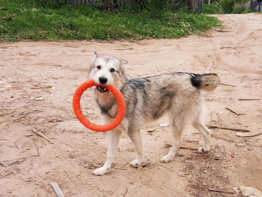 Собака в добрые руки