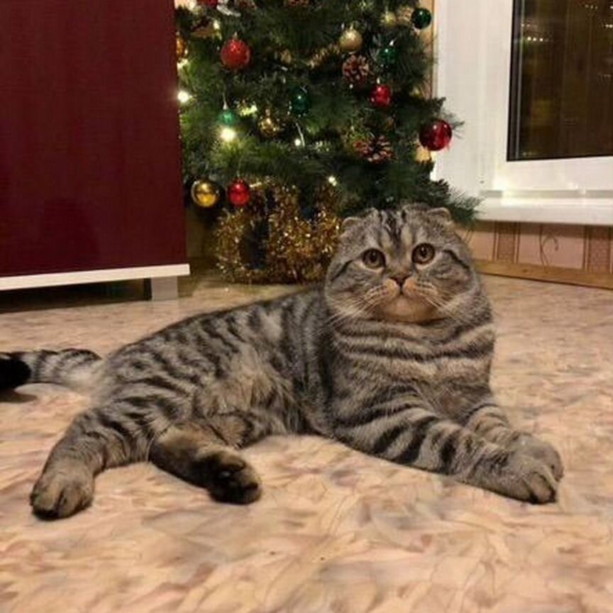 Шотландский кот вязка