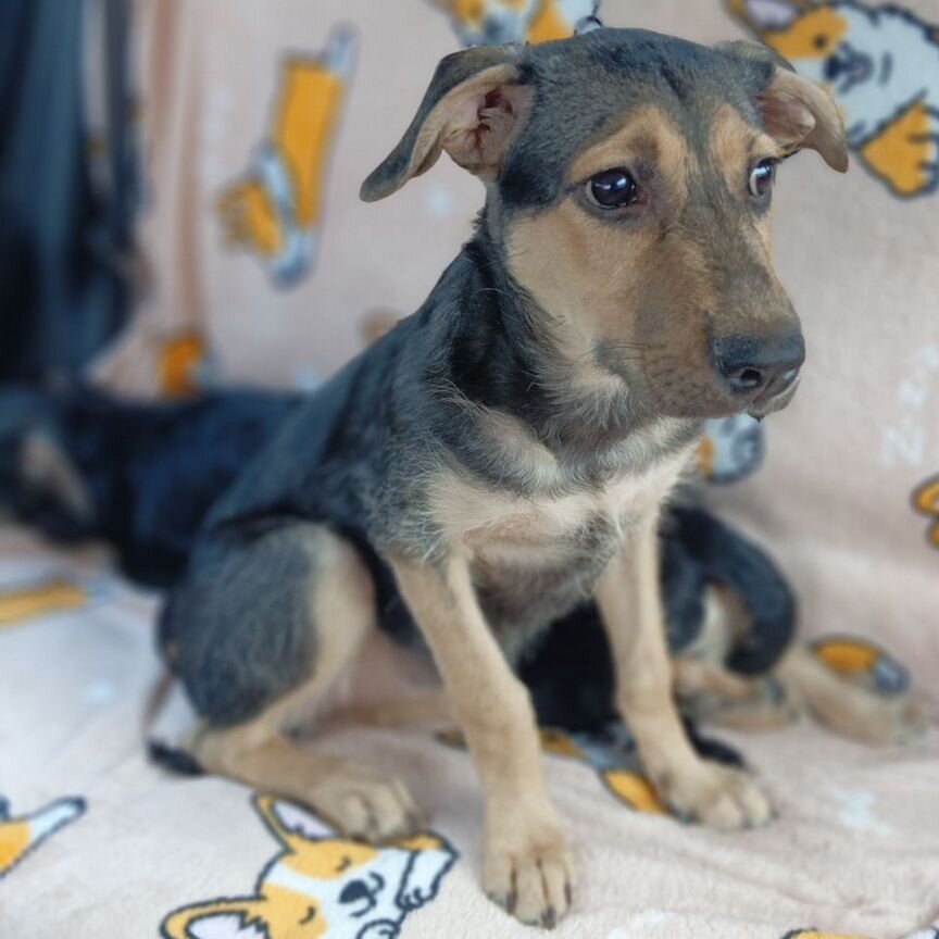 Щенулька ищет дом и семью