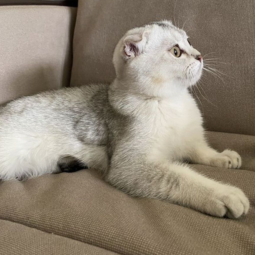 Кошки в добрые руки породистые