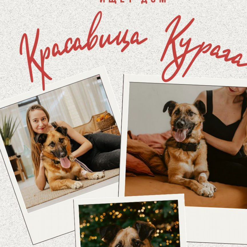 Взрослая собака в добрые руки
