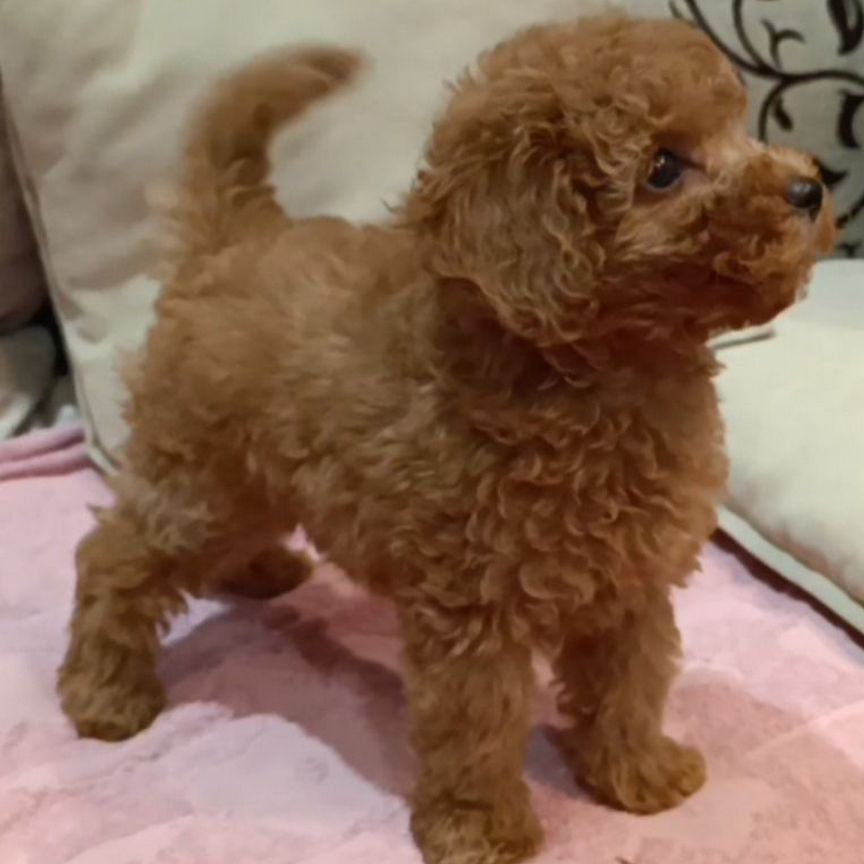 Той-пудель, щенок