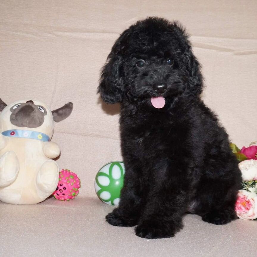 Девочка миниатюрный пудель