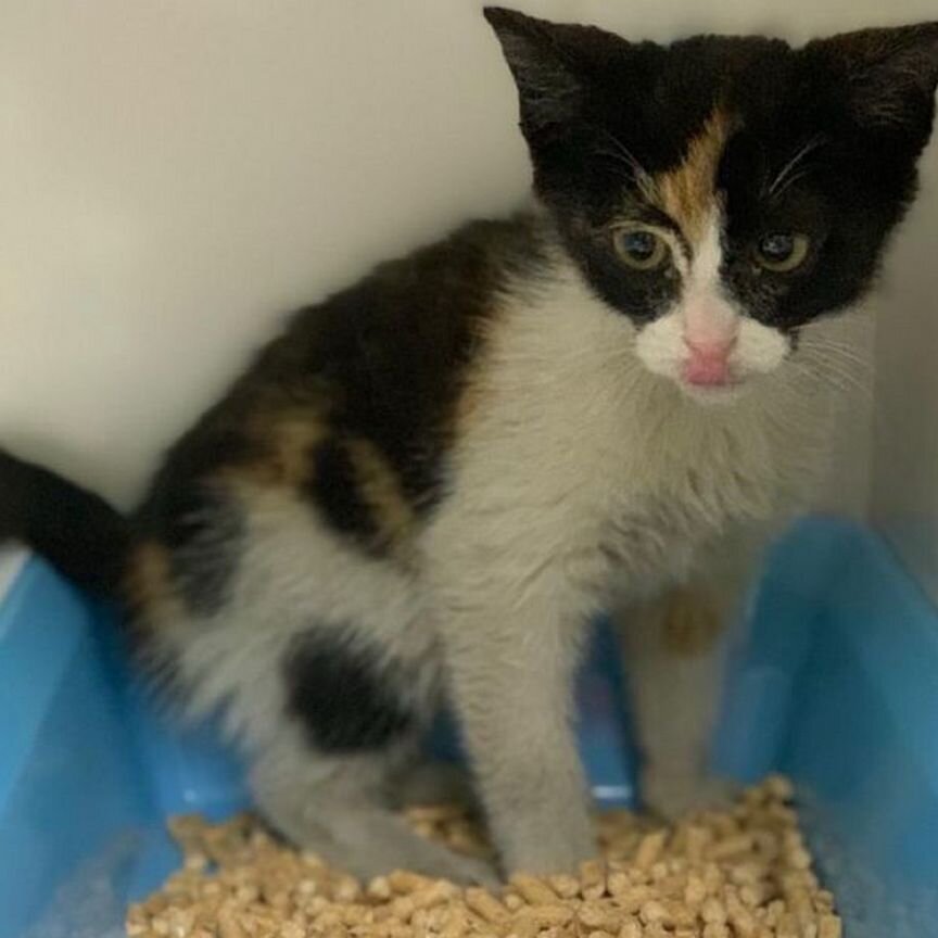 Котенок Трехцветка 2,5 месяца