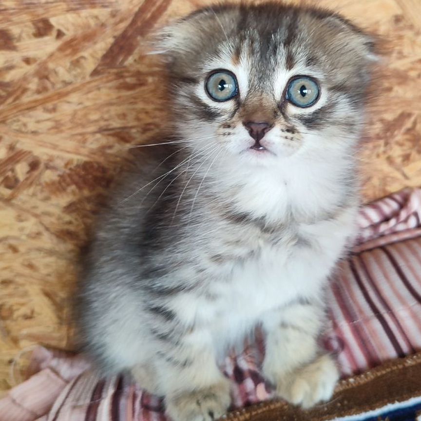 Вислоухая кошка