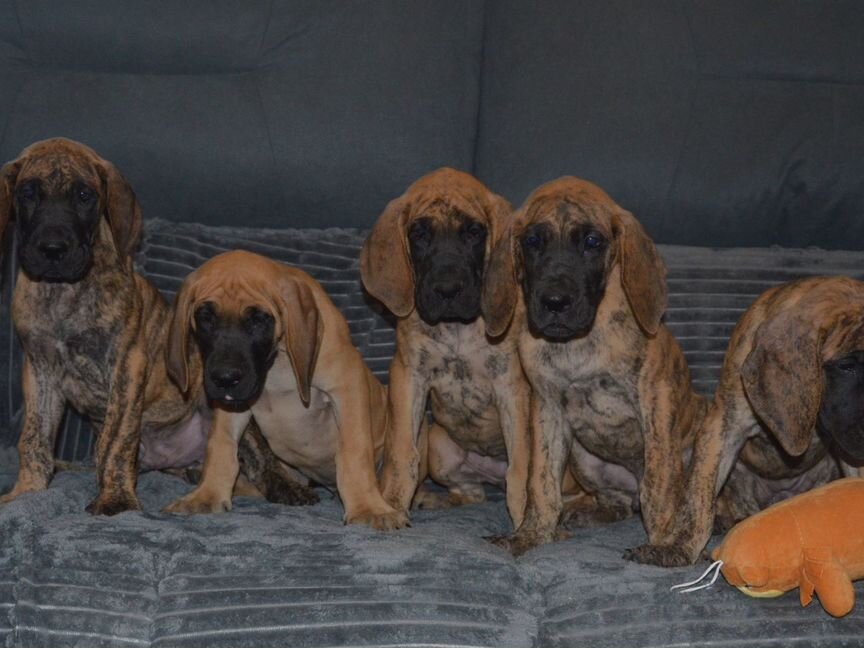 Щенки немецкого дога