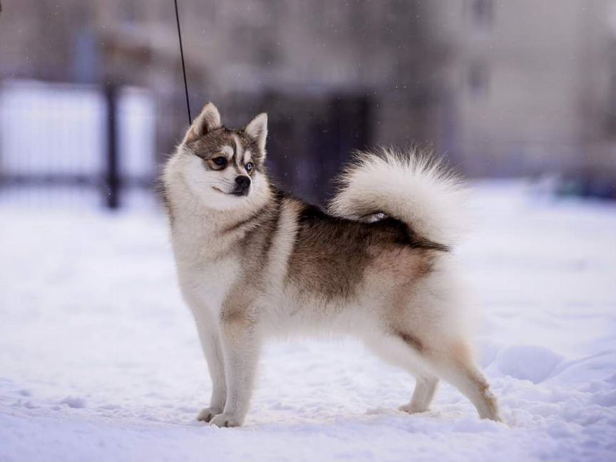 Помски