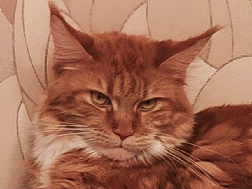 Мейн-кун полидакты котята