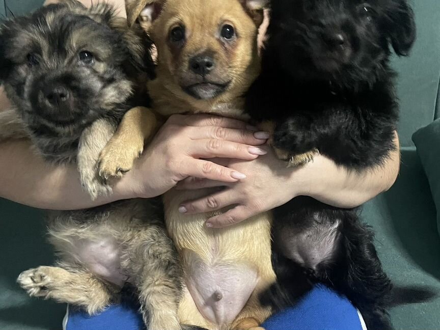 Щенки маленькие в добрые руки