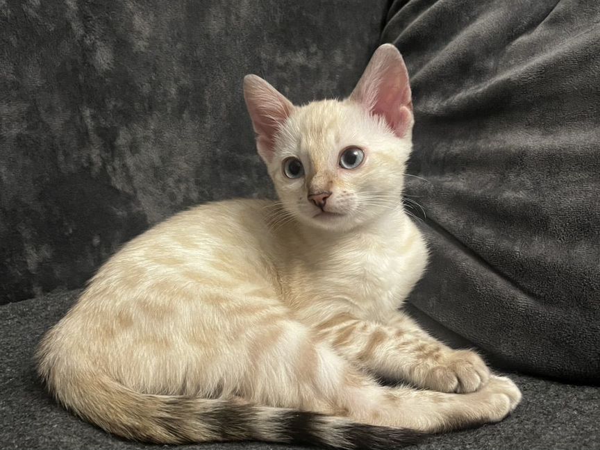 Бенгальские котята