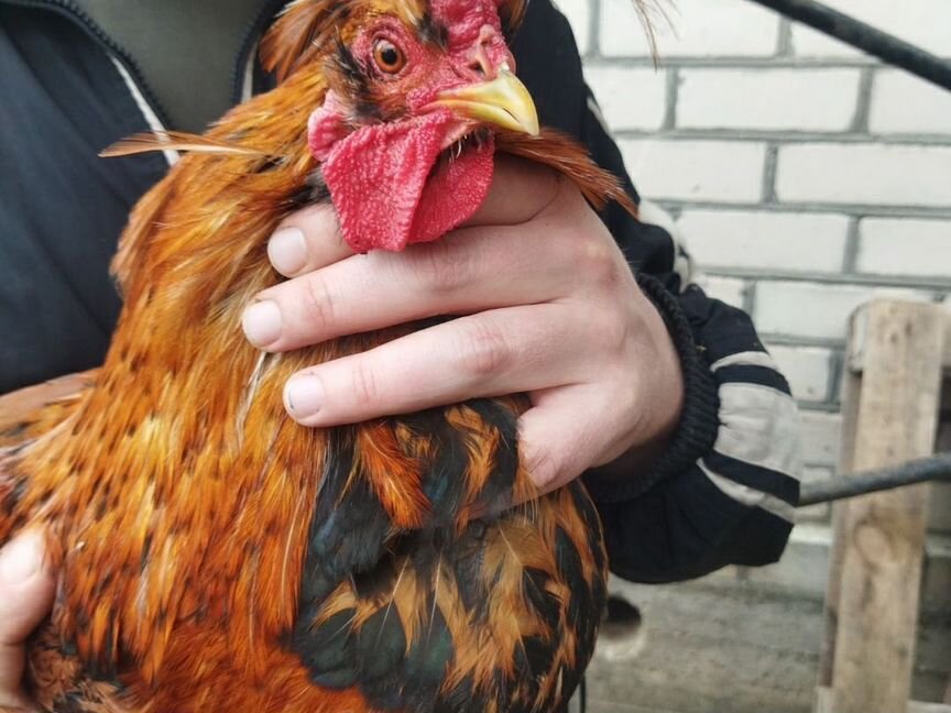 Павловский петух