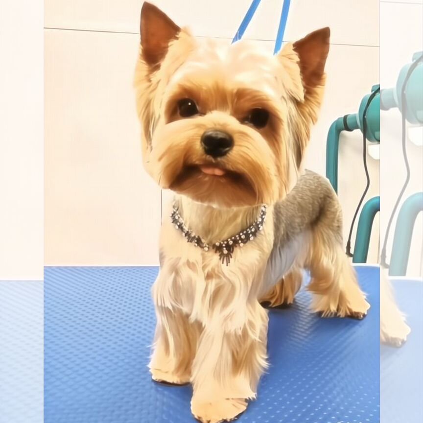 Йоркширский терьер, щенок