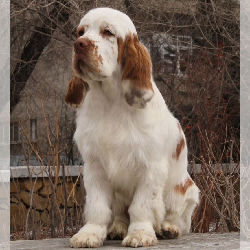 Кламбер-спаниель, щенок