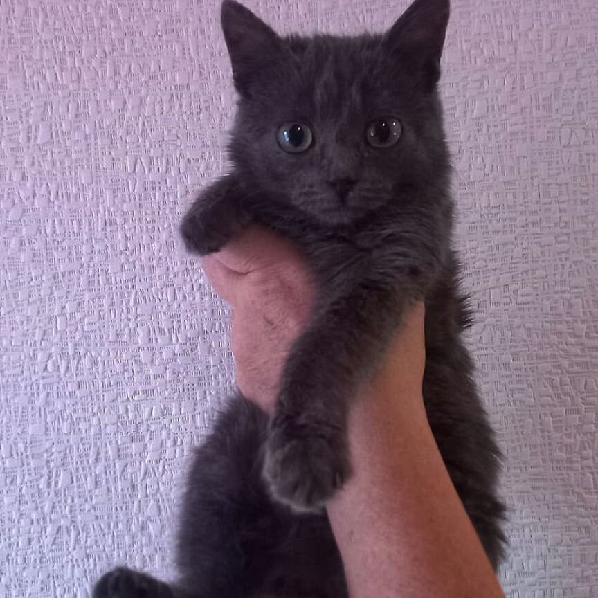 Котенок мальчик бесплатно