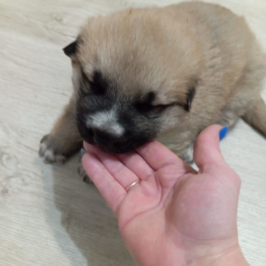 Кавказская овчарка