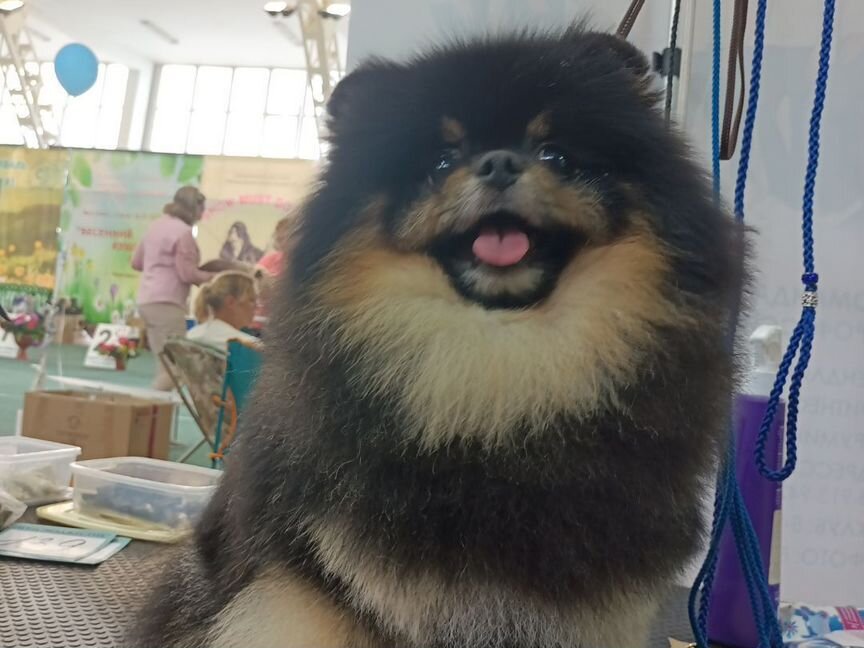 Вязка. Померанский шпиц