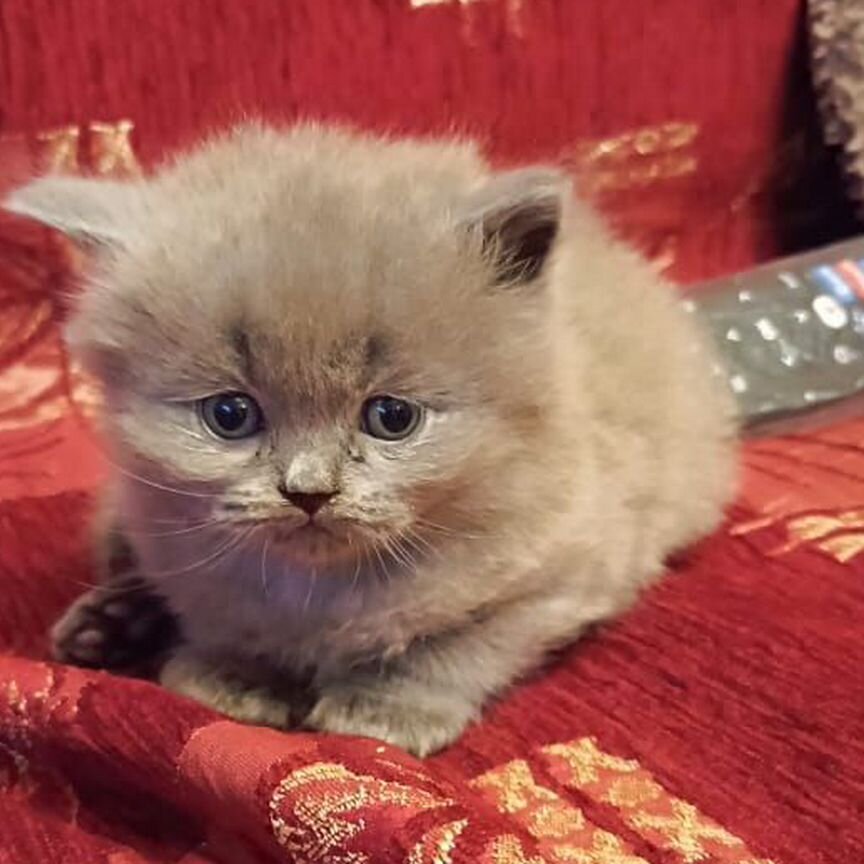 Британские котята