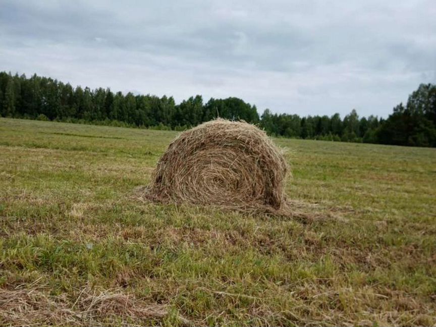 Сено в рулонах 2022