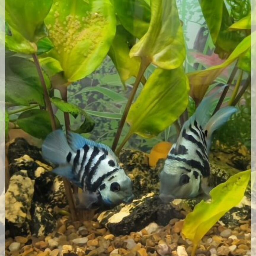 Аквариумные рыбки