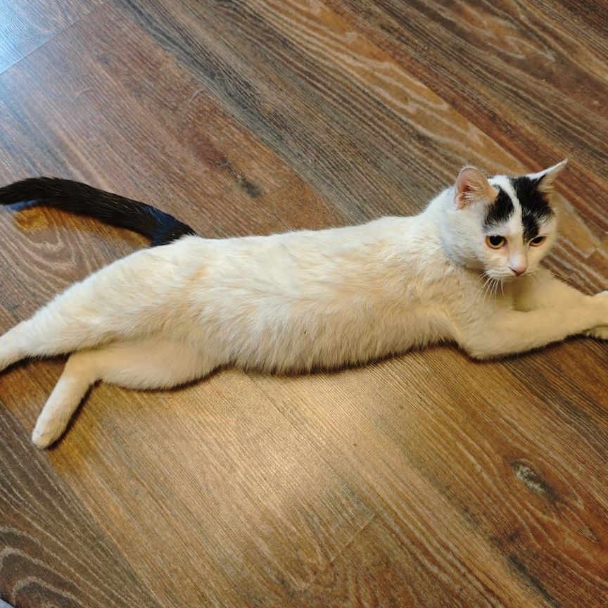 Молоденькая кошечка