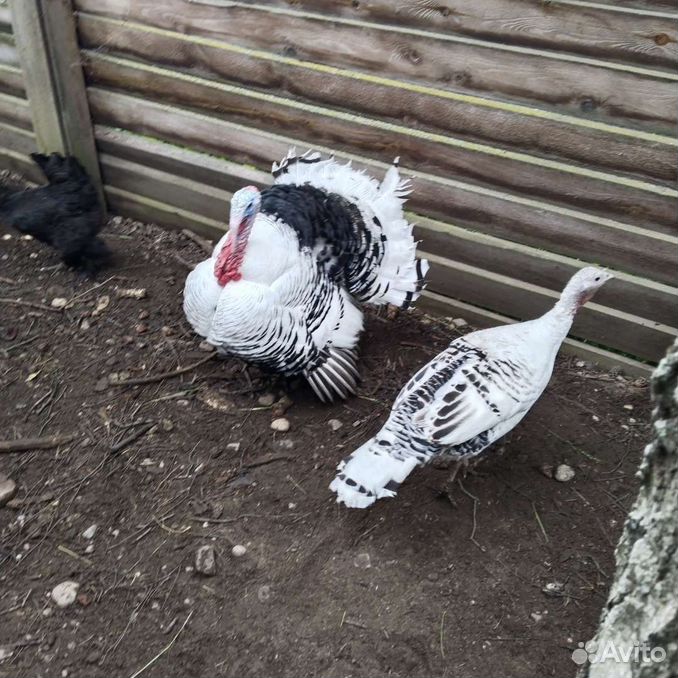 Пара королевской индейки