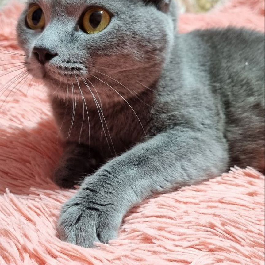 Кошка в добрые руки
