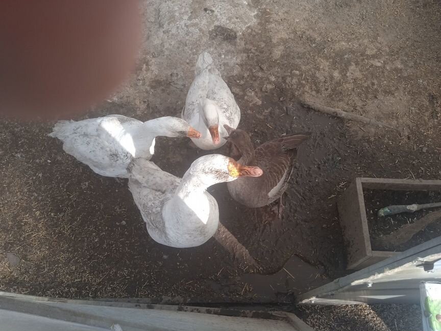 Гуси