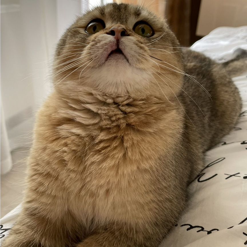 Шиншилла Британская