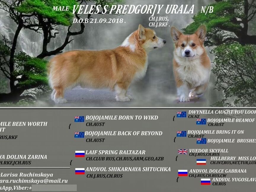 Вельш-корги пемброк муж на час