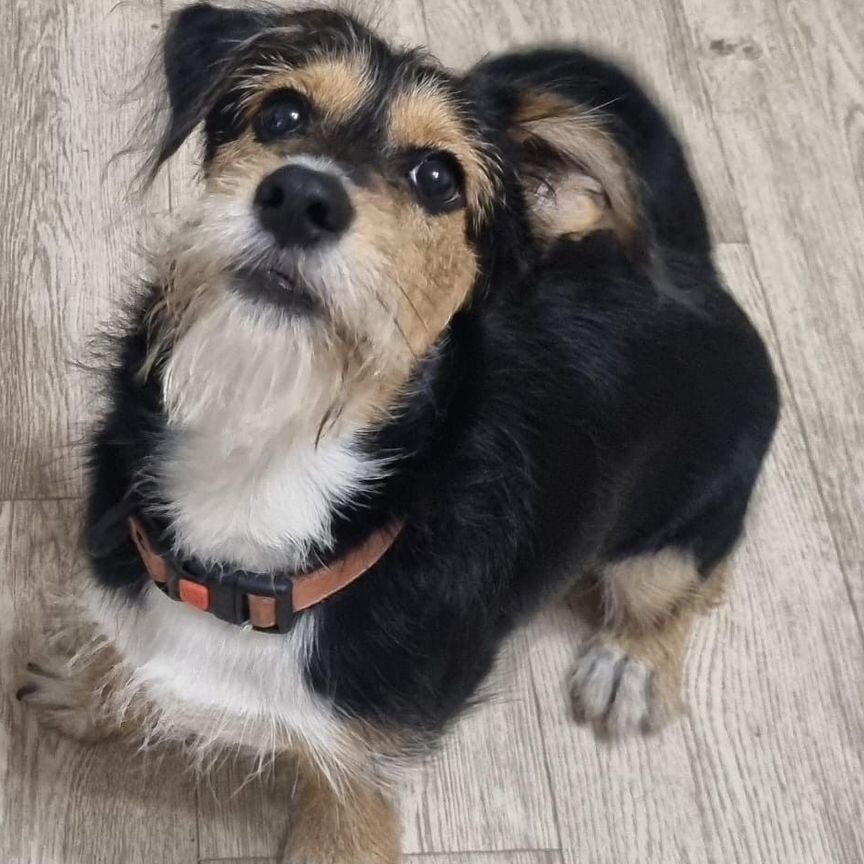 Пристраивается пес