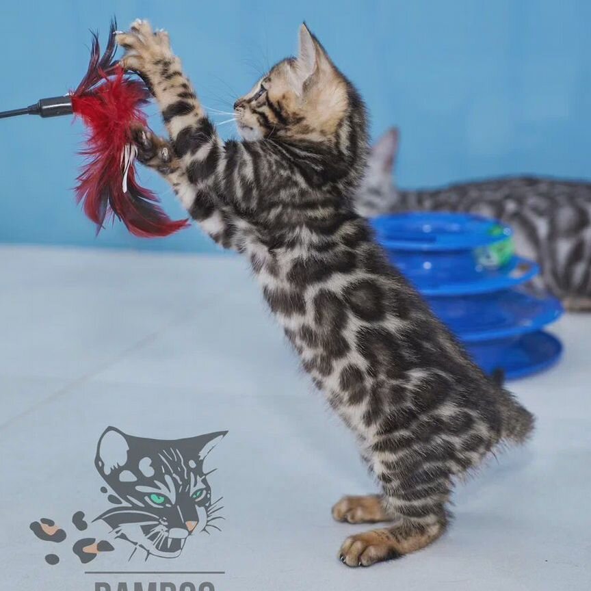 Бенгальские котята