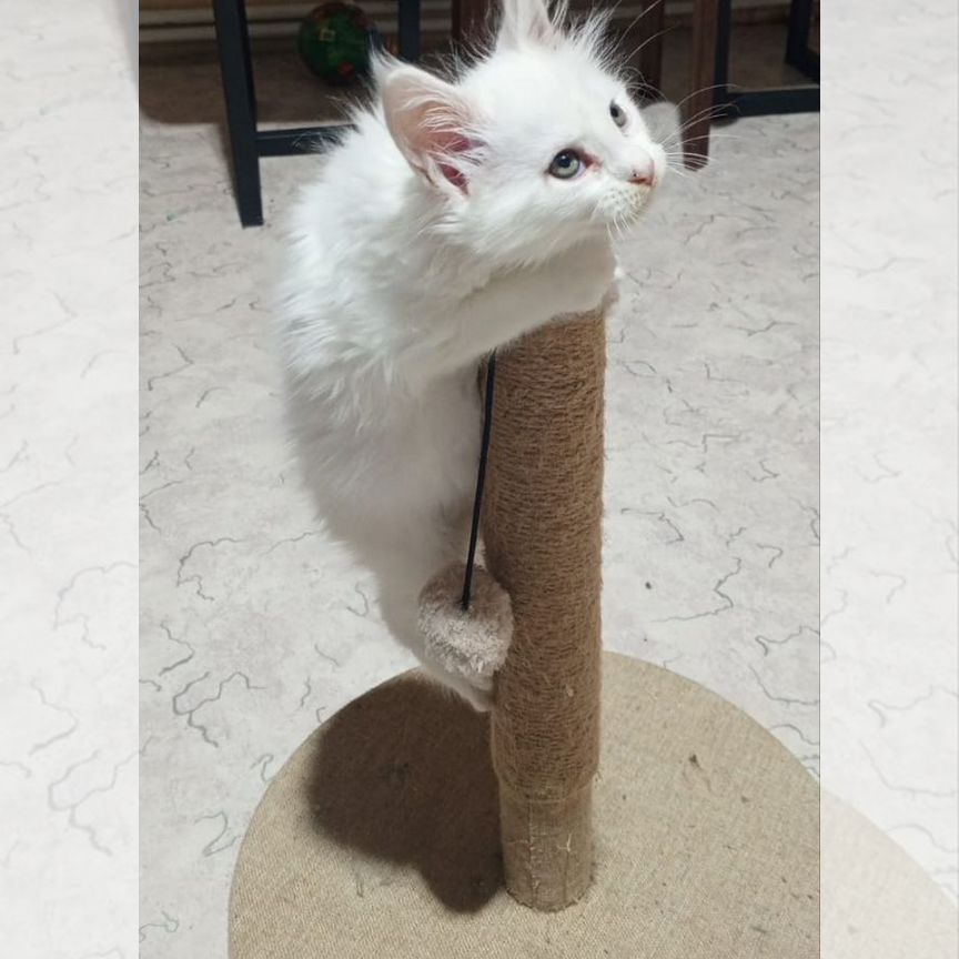 Котята мейн-кун