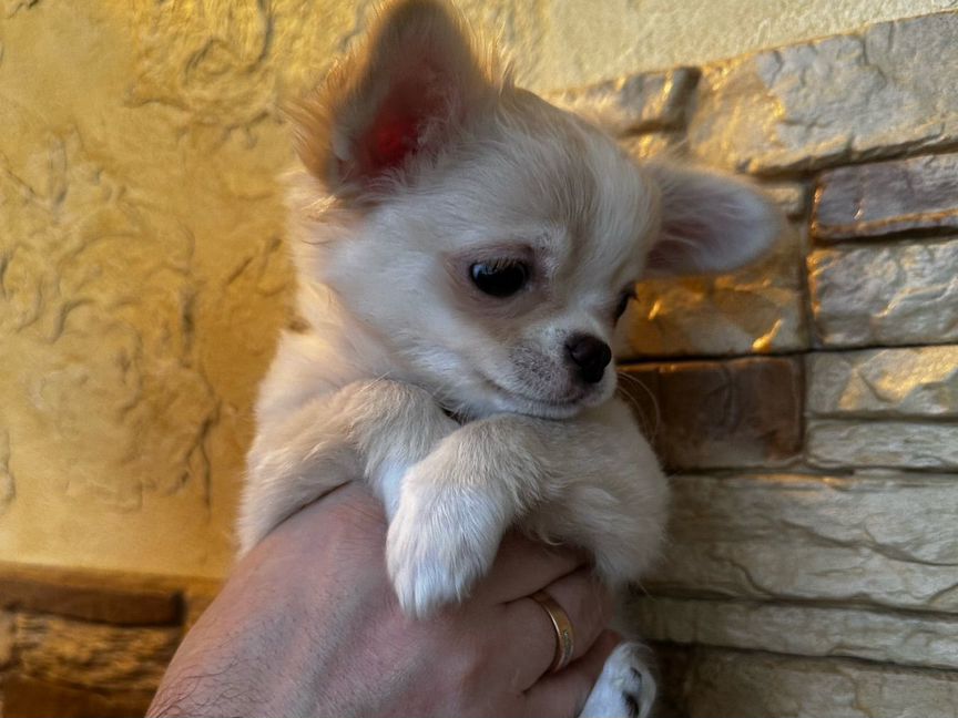 Малышка чихуахуа