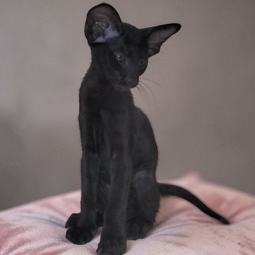 Ориентальный котёнок