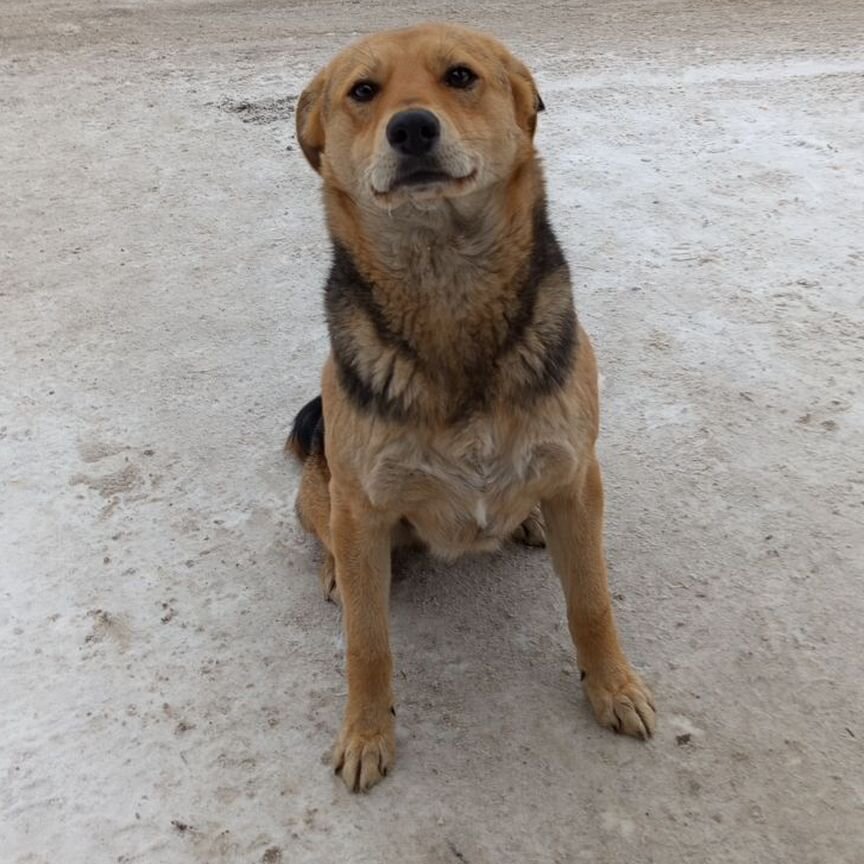 Взрослый пёс в добрые руки