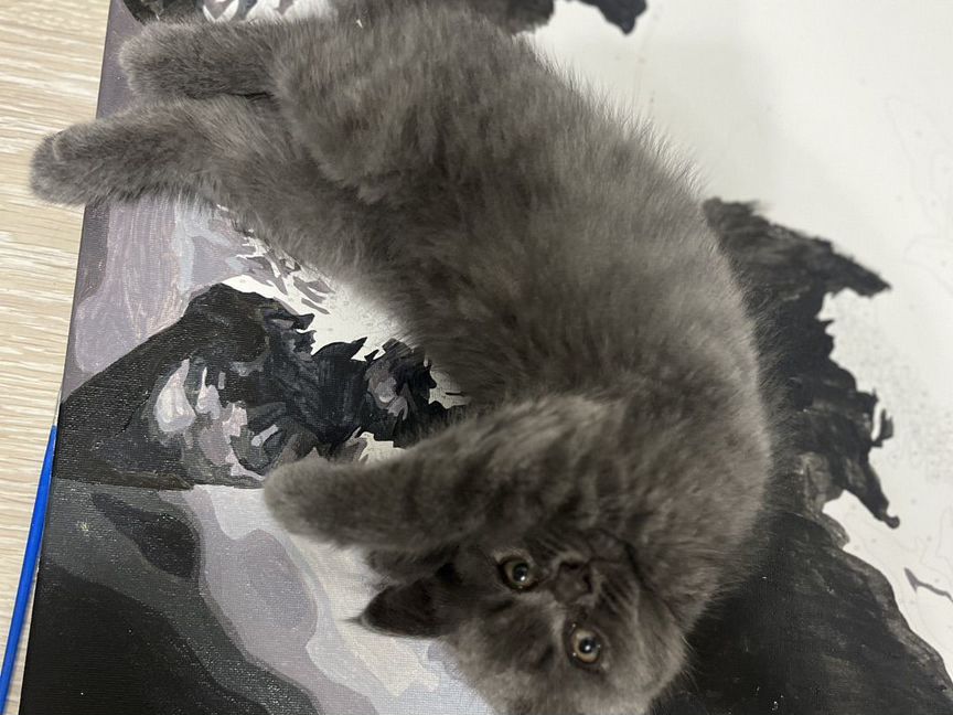 Котенок британец