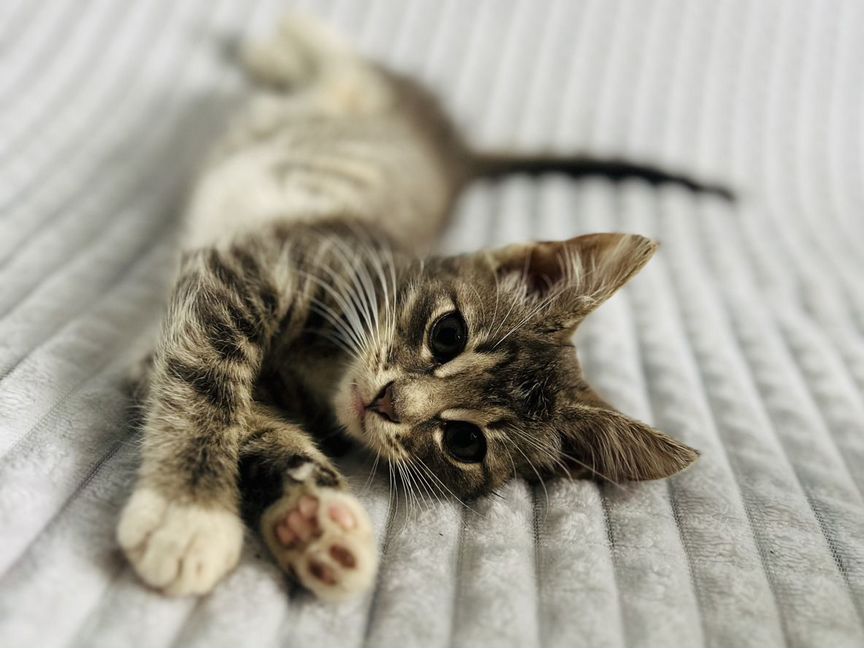 Серебристый котёнок, серый, бесплатно, мраморный