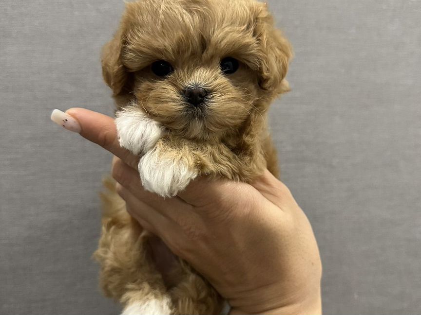 Мальтипу f1 micro Мальчик