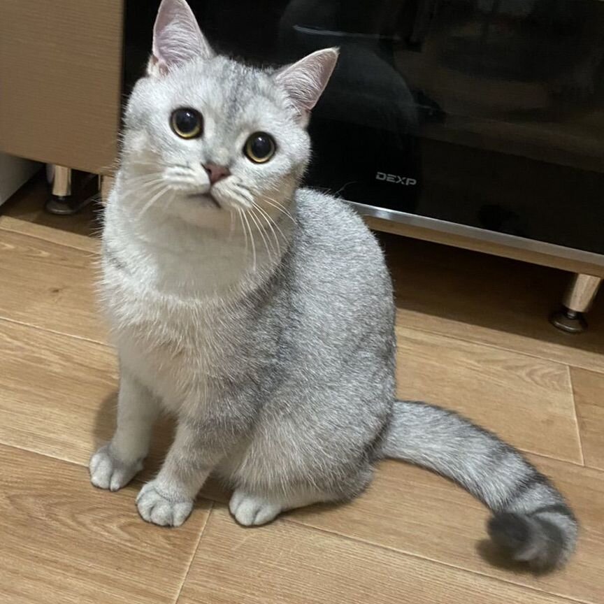 Британский кот