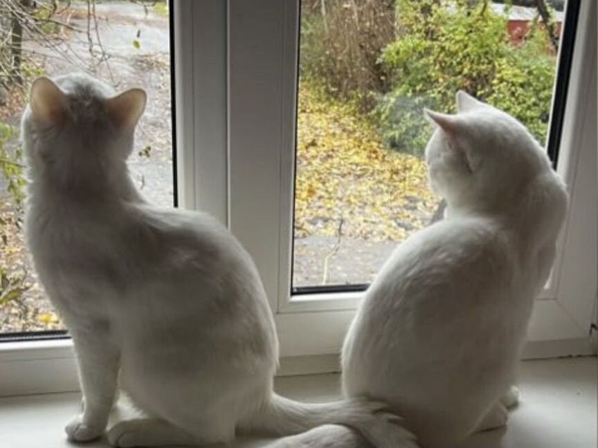 Отдаю котика и кошечку Турецкая ангора