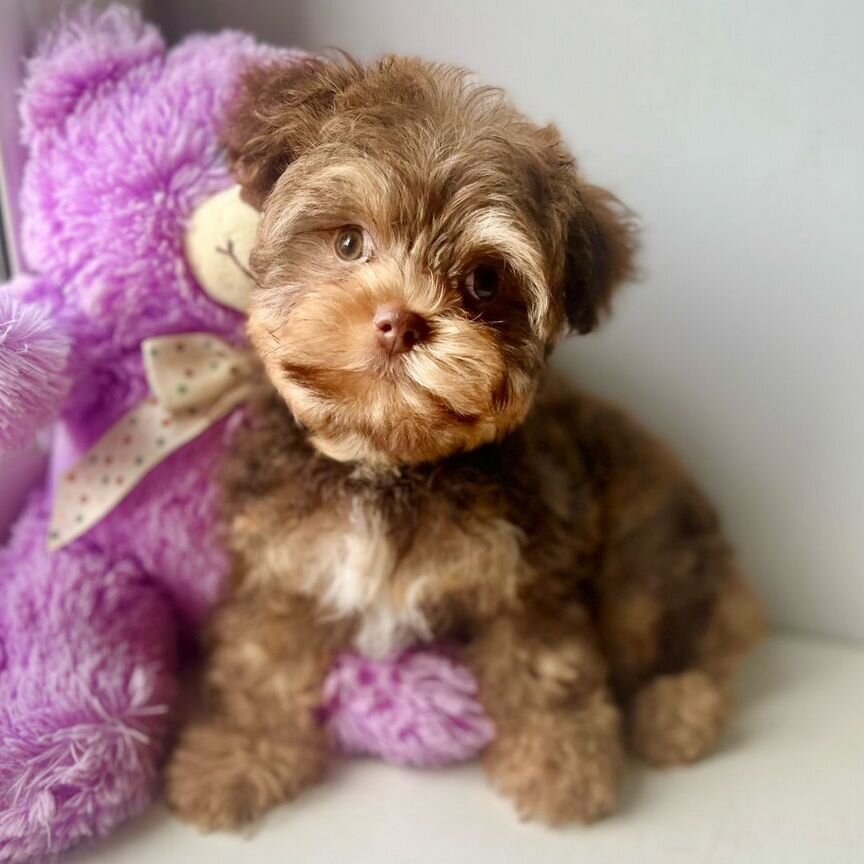 Мальтипу, щенок