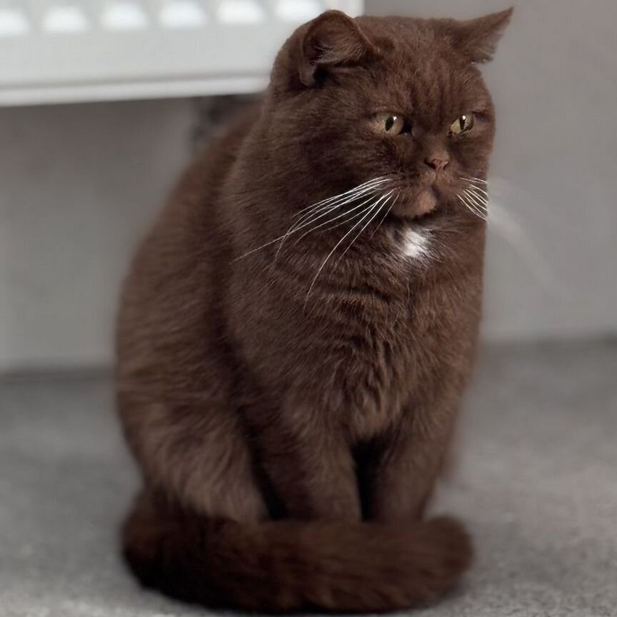 Британская короткошёрстная, взрослая кошка