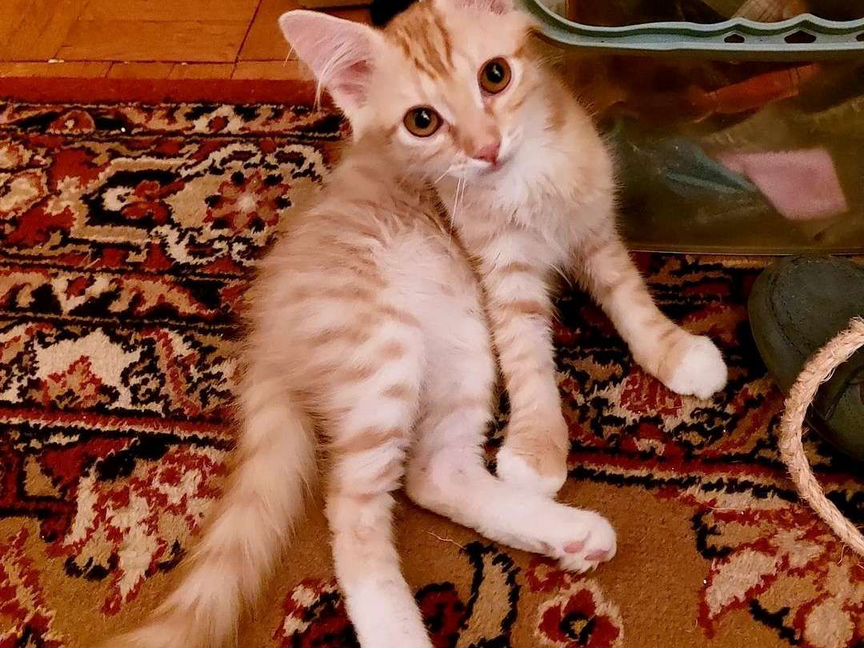 Котенок - мальчик,Антоха,2,5 месяца,лоток отлично